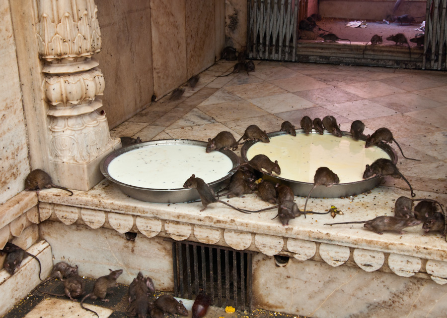 MUY INTERESANTE SPAIN: KARNI MATA, EL TEMPLO DE LAS 20.000 RATAS SAGRADAS