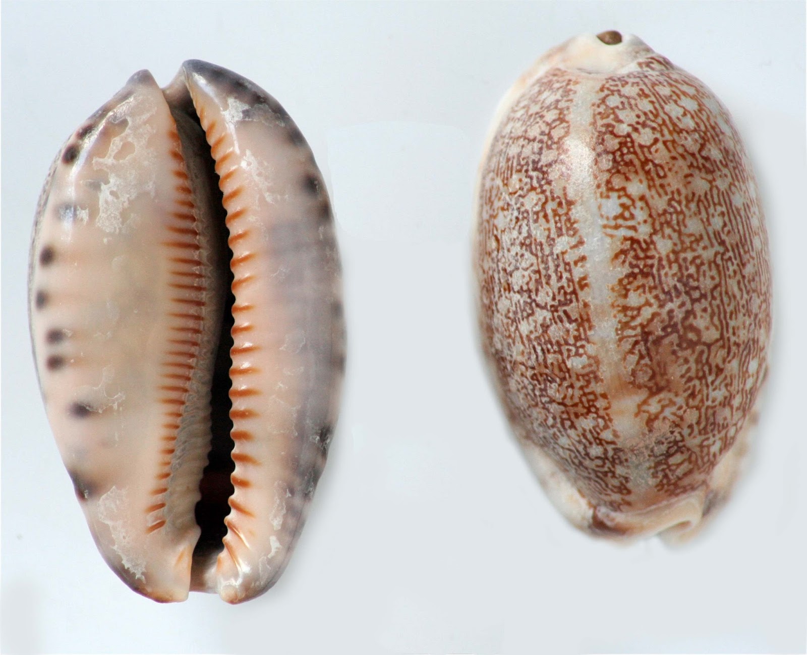 mytexturedworld: Cowrie Shells