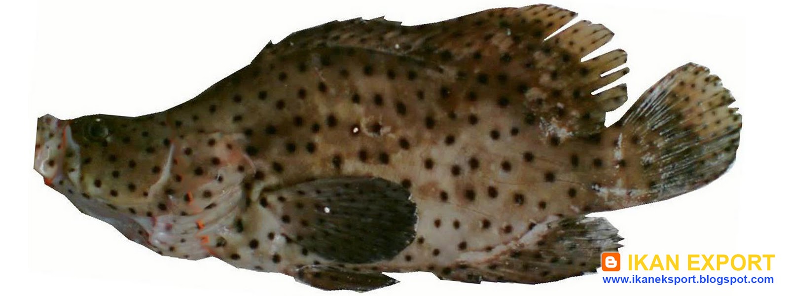 Ikan Eksport: Kerapu Tikus