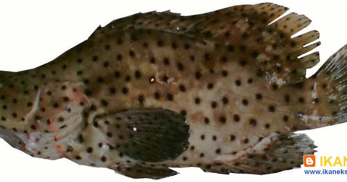 Ikan Eksport: Kerapu Tikus