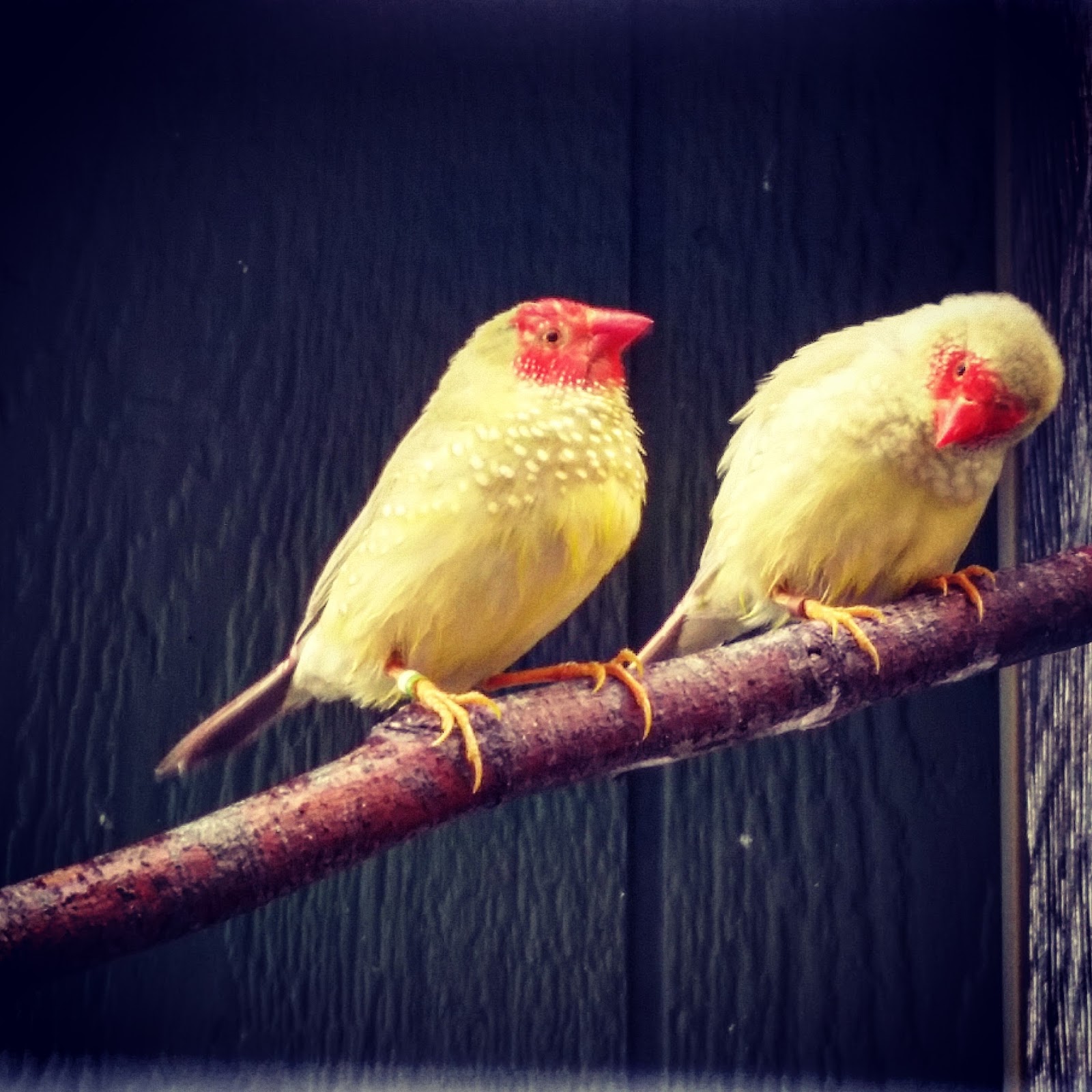Happy Bird Place Finch and Grasskeet Blog: January 2017