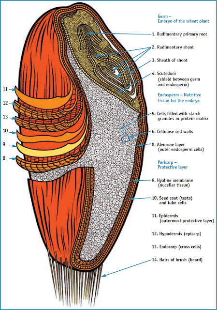 Wheat History and Kernel Composition