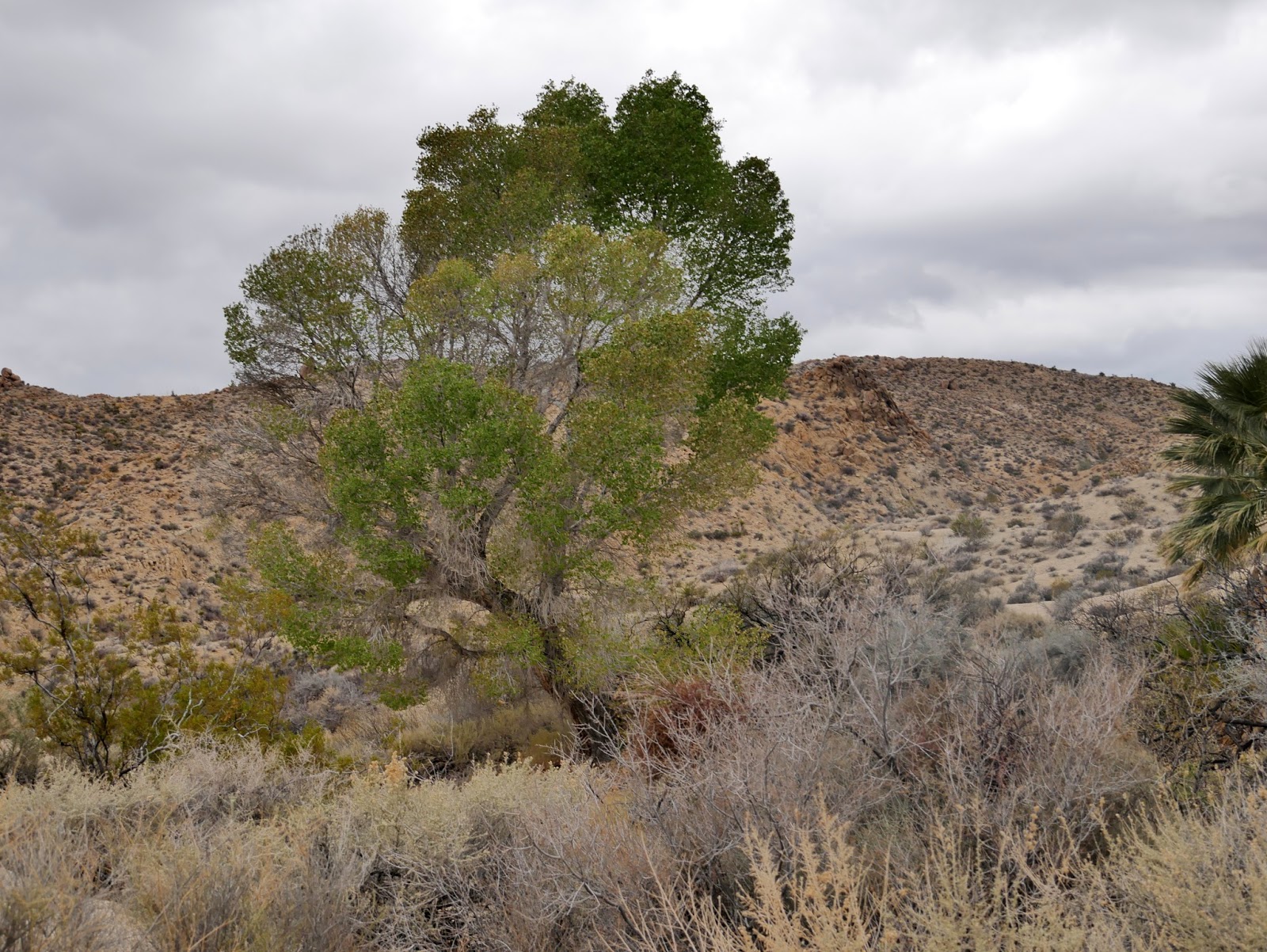 American Travel Journal: Cottonwood Spring - Joshua Tree National Park
