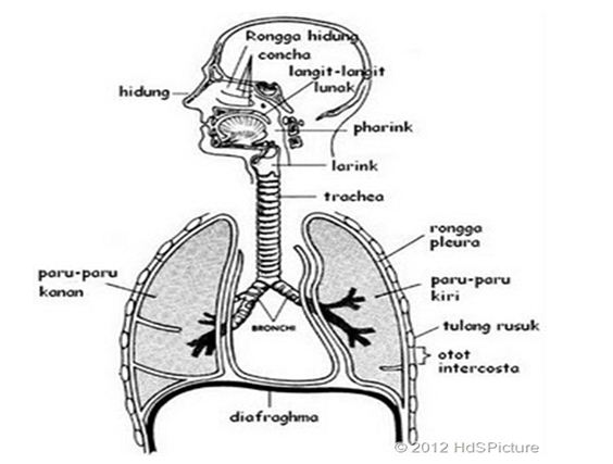 SAINS: Sistem Pernapasan pada Manusia
