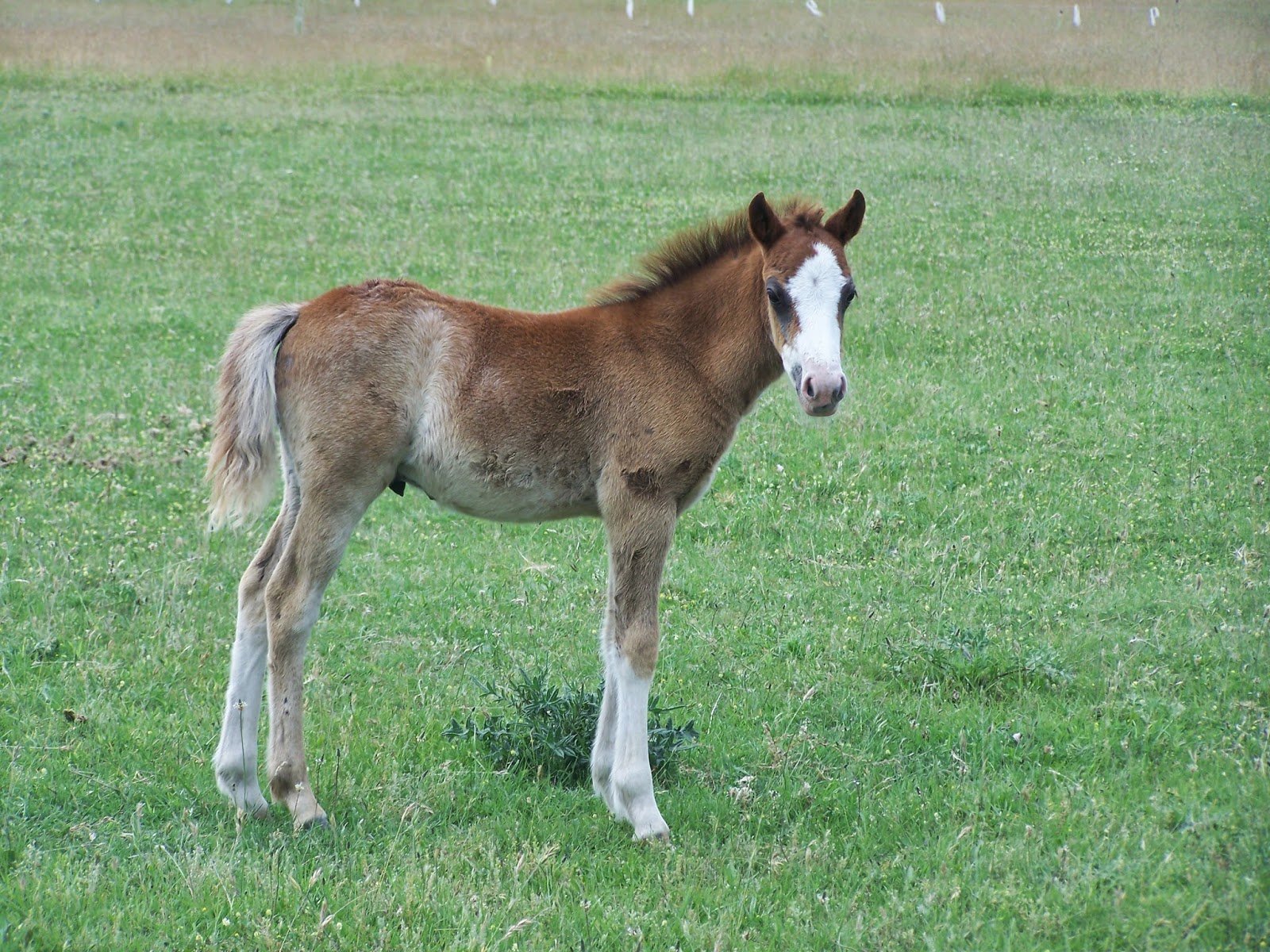 Lovak, pónik: Eladó póni csikók