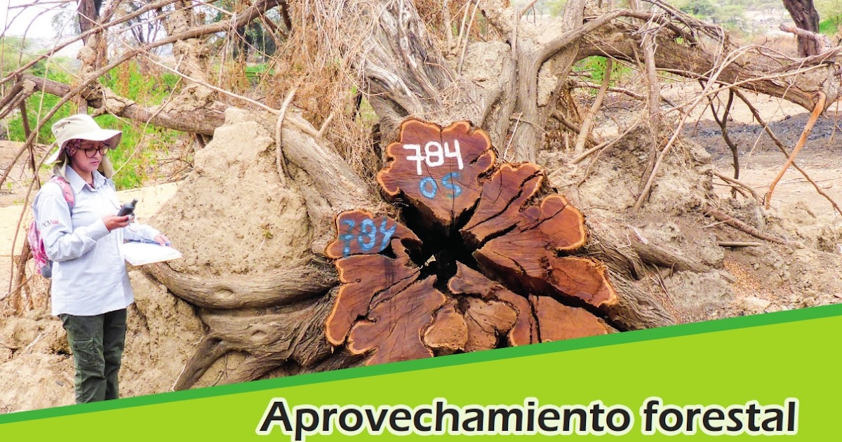 INGENIERIA FORESTAL: Documento "Aprovechamiento forestal maderable en ...