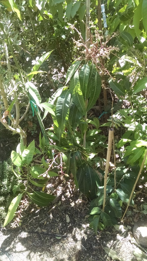 Desert Valley Orchard: Pickering Mango