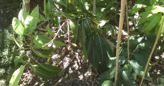 Desert Valley Orchard: Pickering Mango