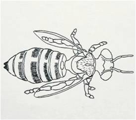 Einstein and the Honey Bee ~ Kuriositas