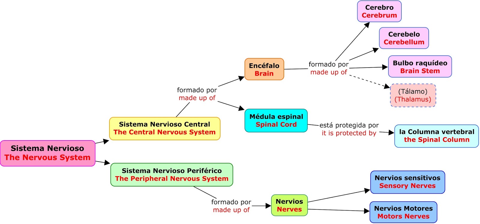 Science in Year 5: Mind Map: The Nervous System