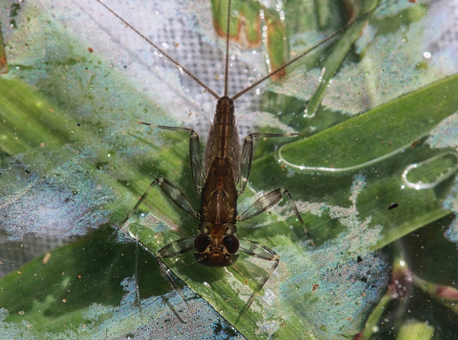 Aquatic Insects of Central Virginia: Stenacron, Acroneuria arenosa ...