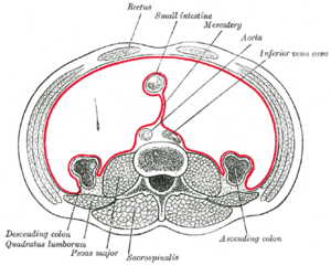 Mesothelium