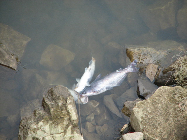 Snug Harbor Bay: Kentucky Dam Tour