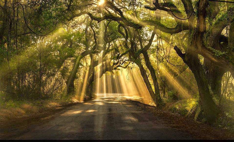 Most Magnificent Trees From Around The World - HAFACS