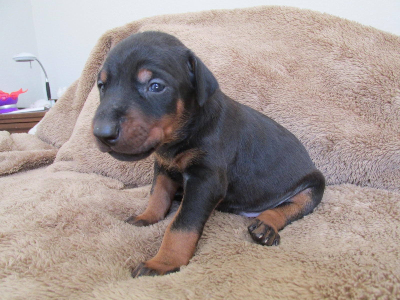 Abby's AKC Doberman Puppies: Black and Rust Males