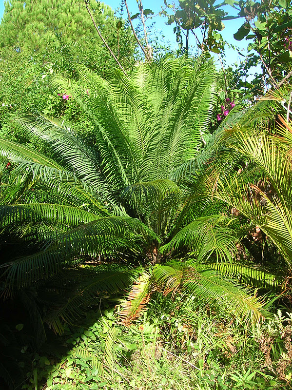 Recregarden: CYCAS RUMPHII