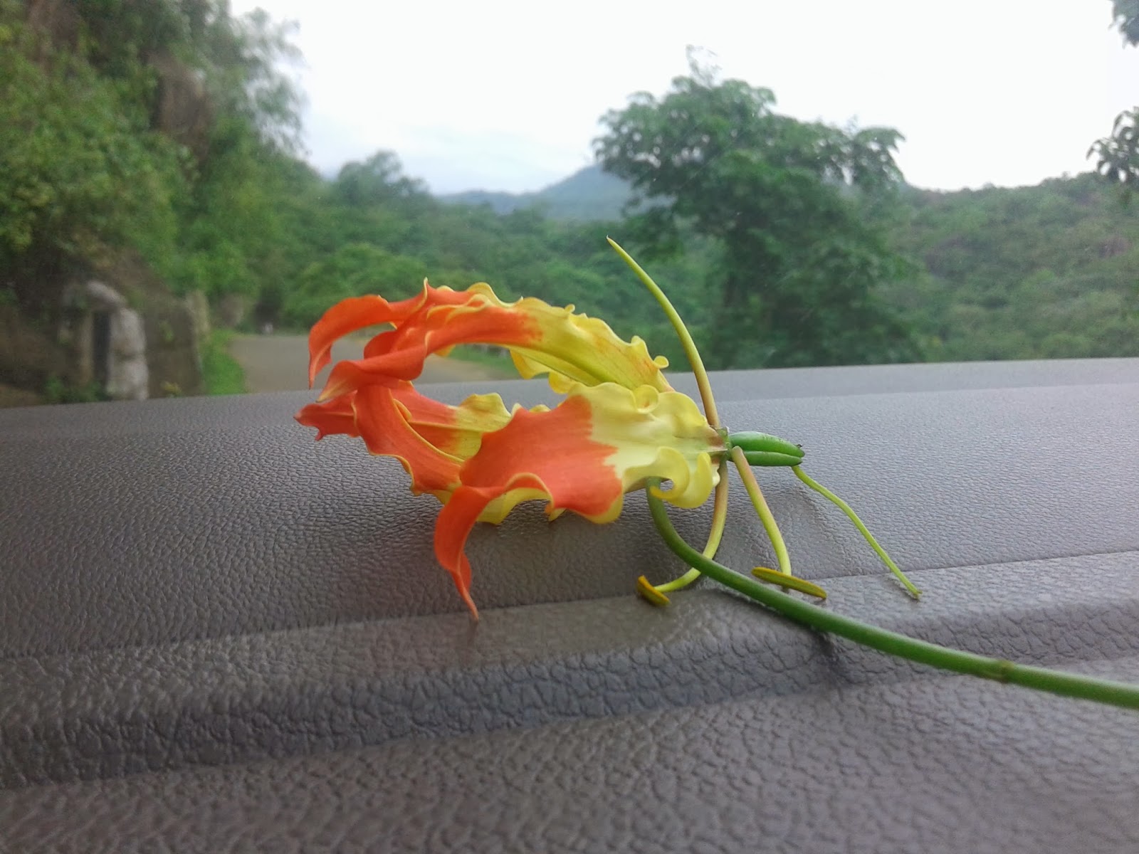 Photokalem - புகைப்படகளம்: Kandhal Malar - Kandhal Flower