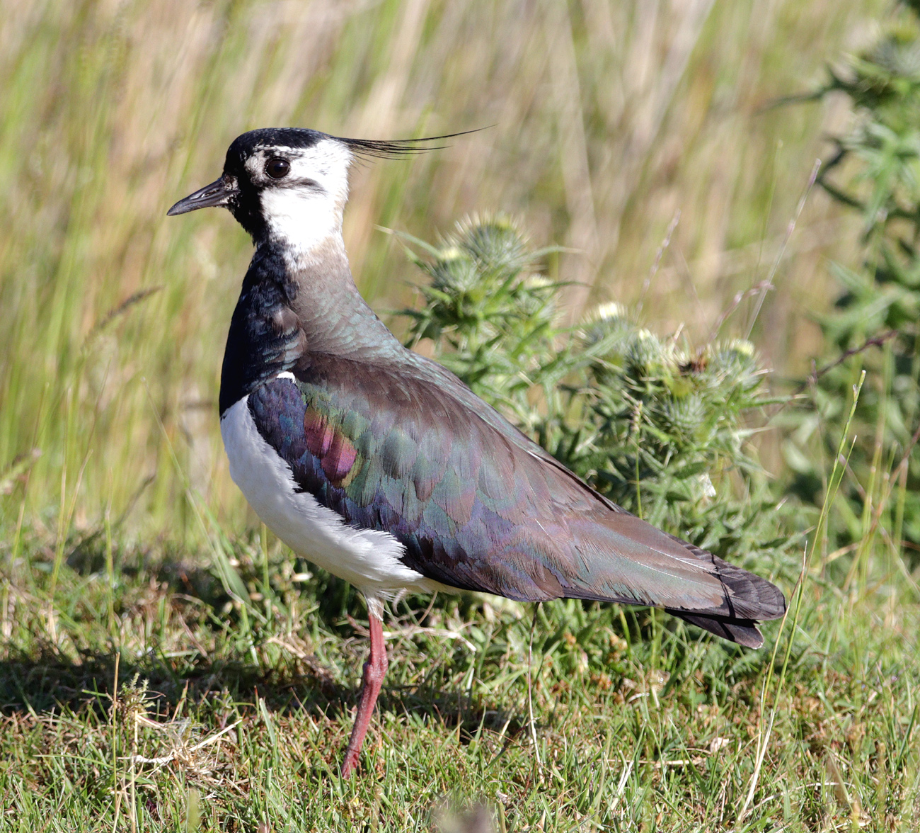 Another Bird Blog: Underground And Overground.