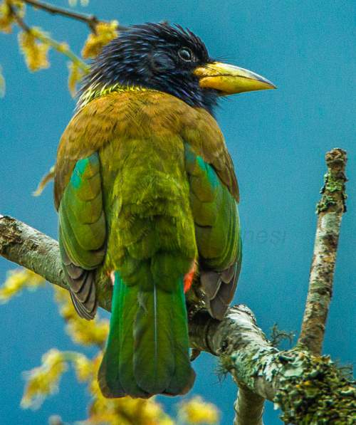 Great barbet | Birds of India | Bird World