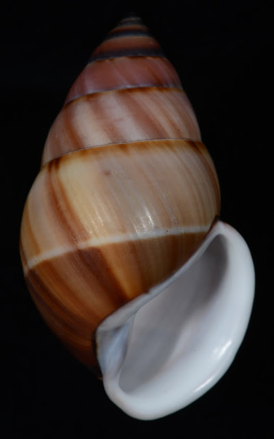 Dr. Lee's Gallery Museum: Amphidromus inversus annamiticus 53.03mm ...