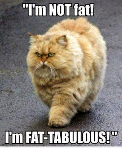 Funny Cat Pictures: 24 fat cat meme's!