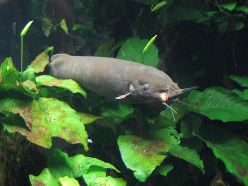Electric Catfish ~ Aquatic Animals