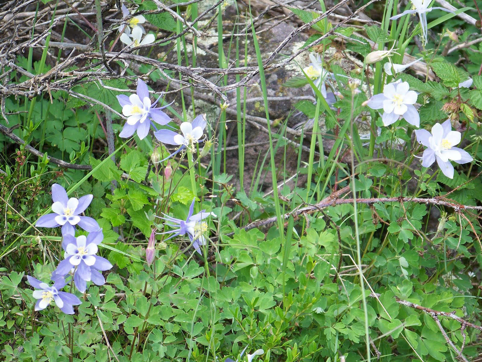 Our Nature: The Flowers at the Maroon Bells