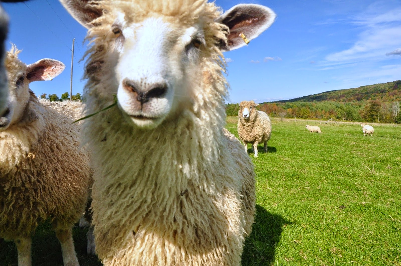 Knee Deep in Sheep: Back to Reality