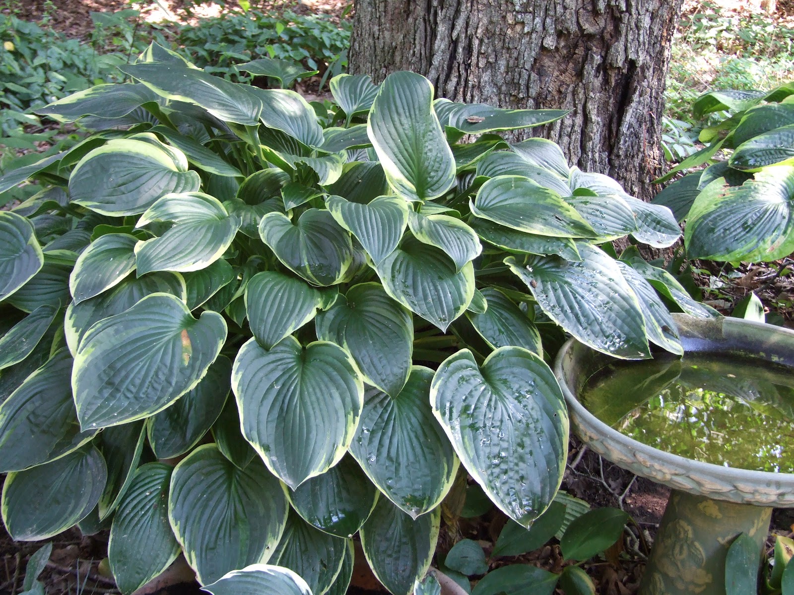 Meg’s Wildlife Sanctuary and Boot Camp: Hosta collection