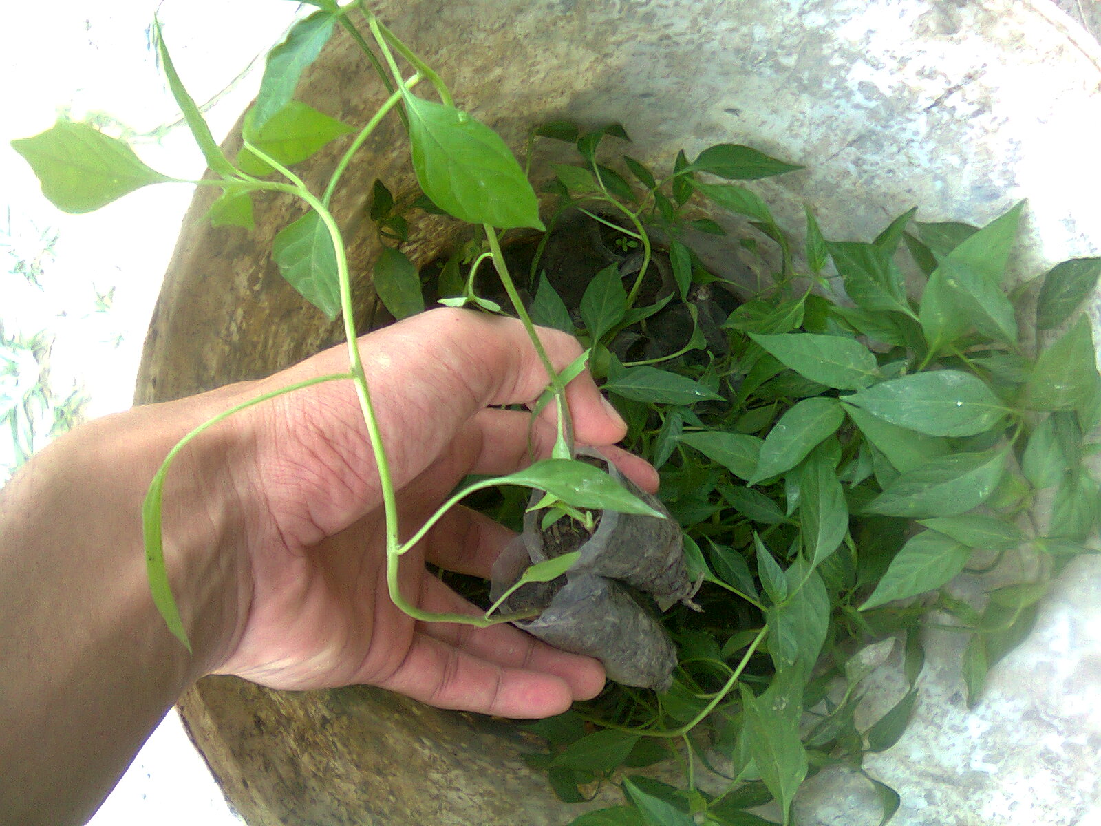 2 Cara Tercepat Supaya Bibit Cabe Tumbuh Subur Guru Ilmuan