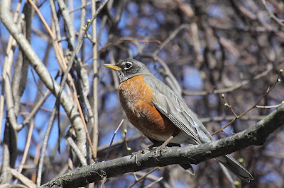 Tails of Birding: American Robin