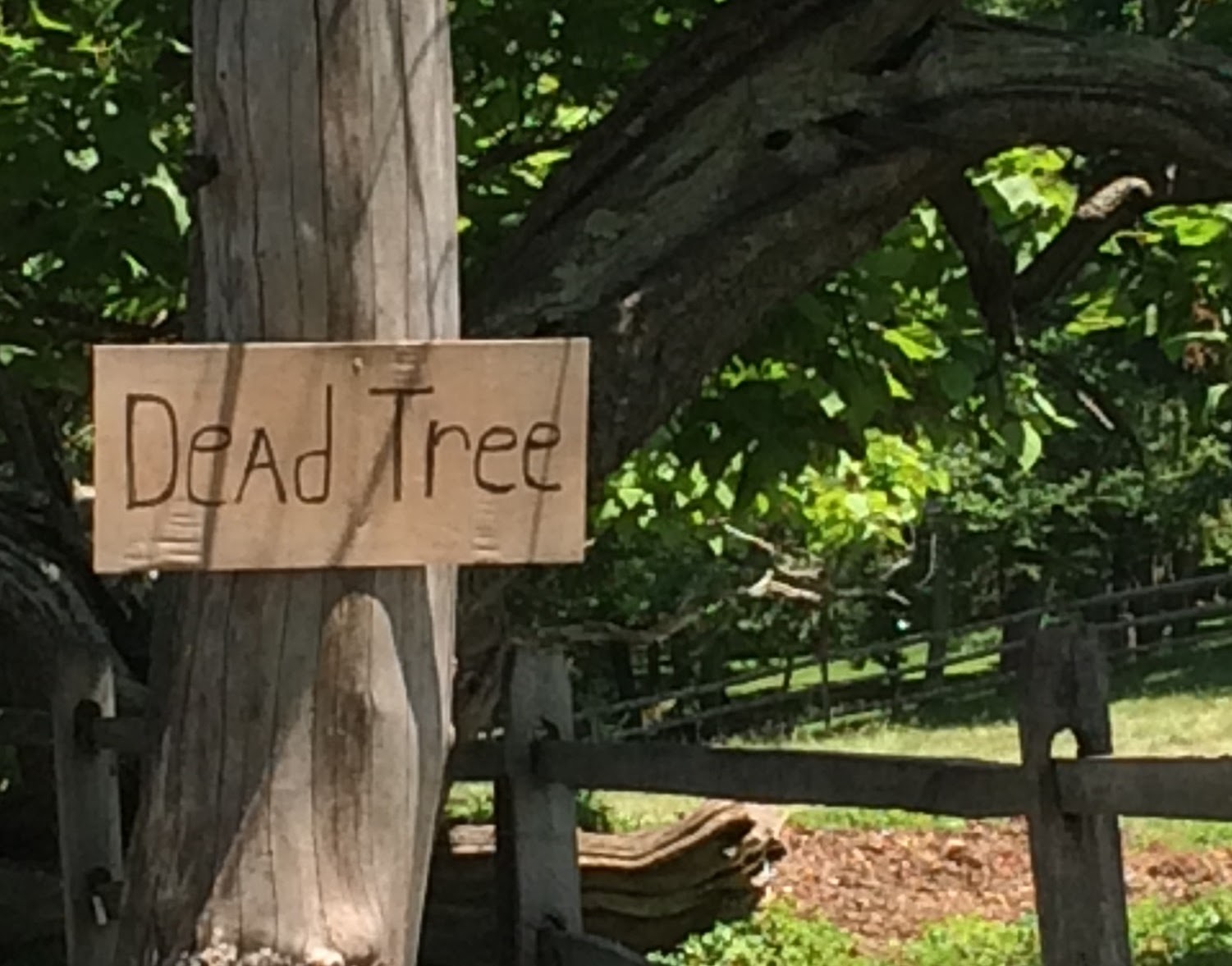 Dead Tree Edition: What Is a Dead Tree Edition? 7 Ways the Meaning Has ...