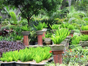 Cebu Plants