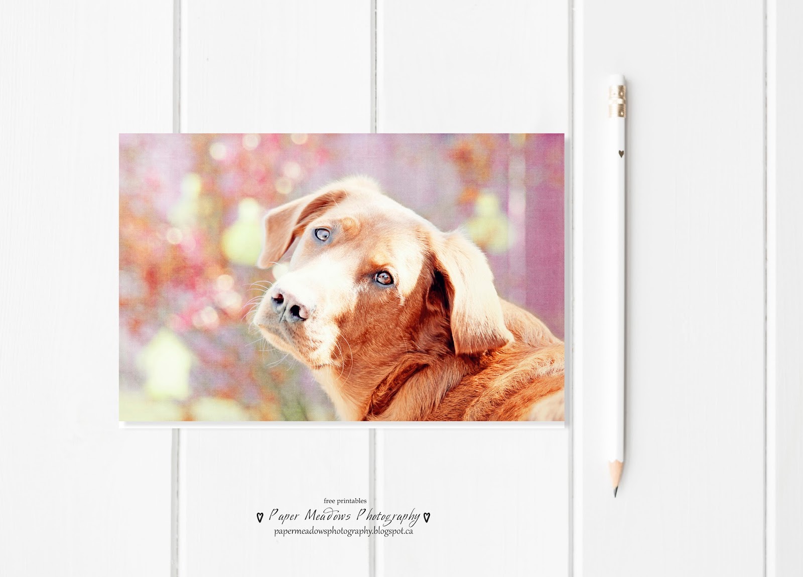 Paper Meadows Photography: She has such a sweet face. Free printable ...