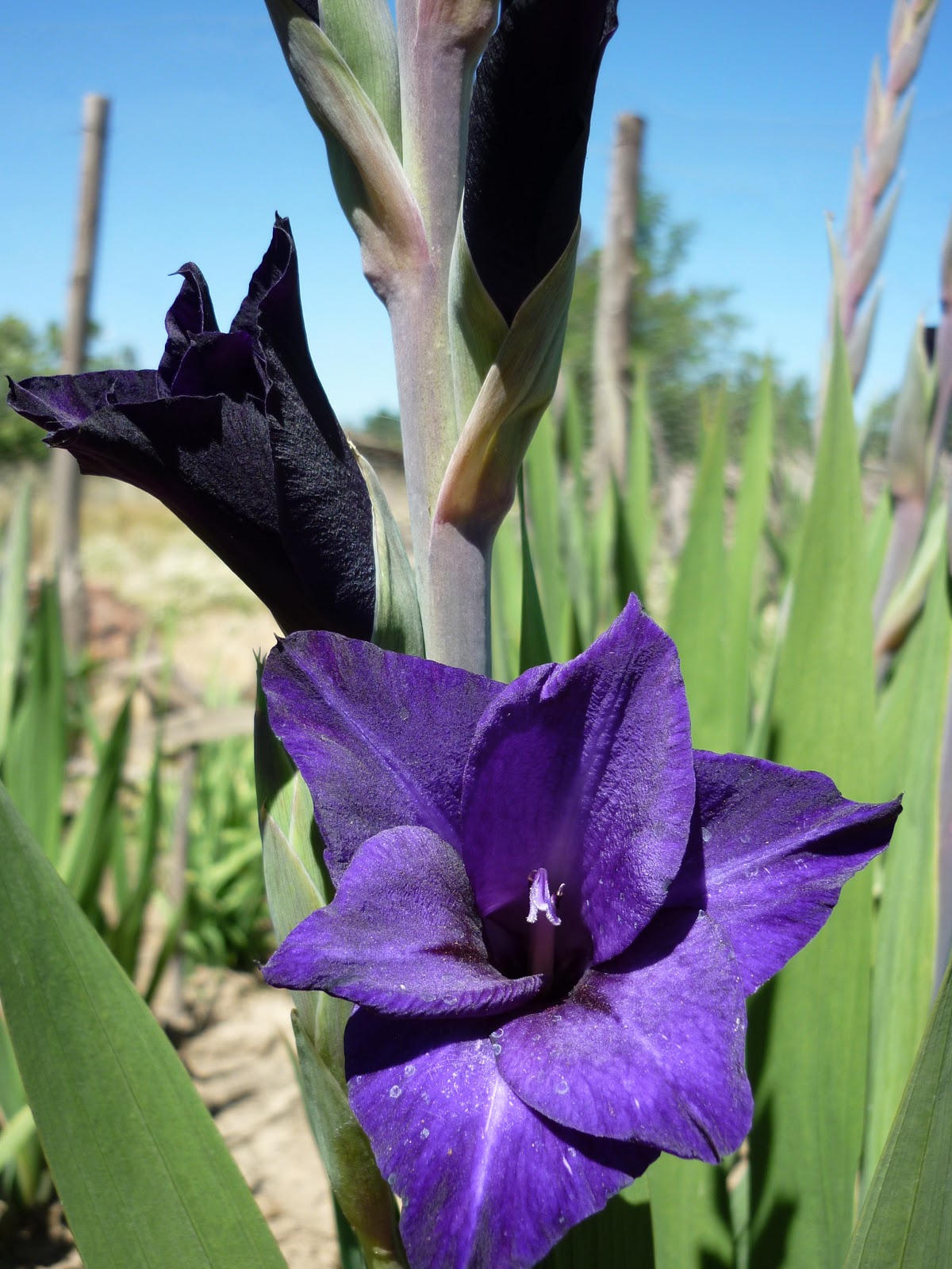 FLORES DOÑA ERNESTINA: DISPONIBILIDAD DE BULBOS DE GLADIOLOS - VARIOS ...