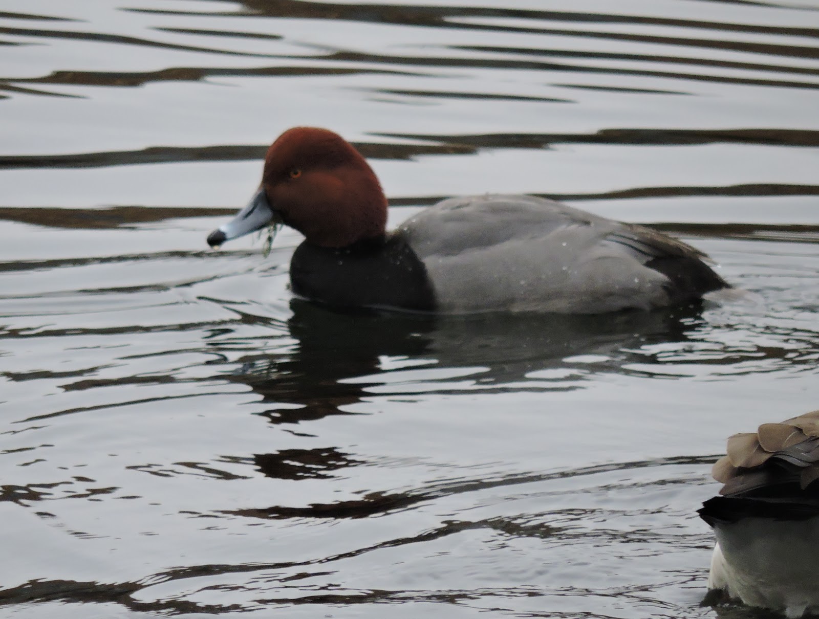 Capital Naturalist by Alonso Abugattas: Redhead Ducks