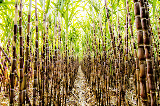 SUGAR-CANE - E-FARMER