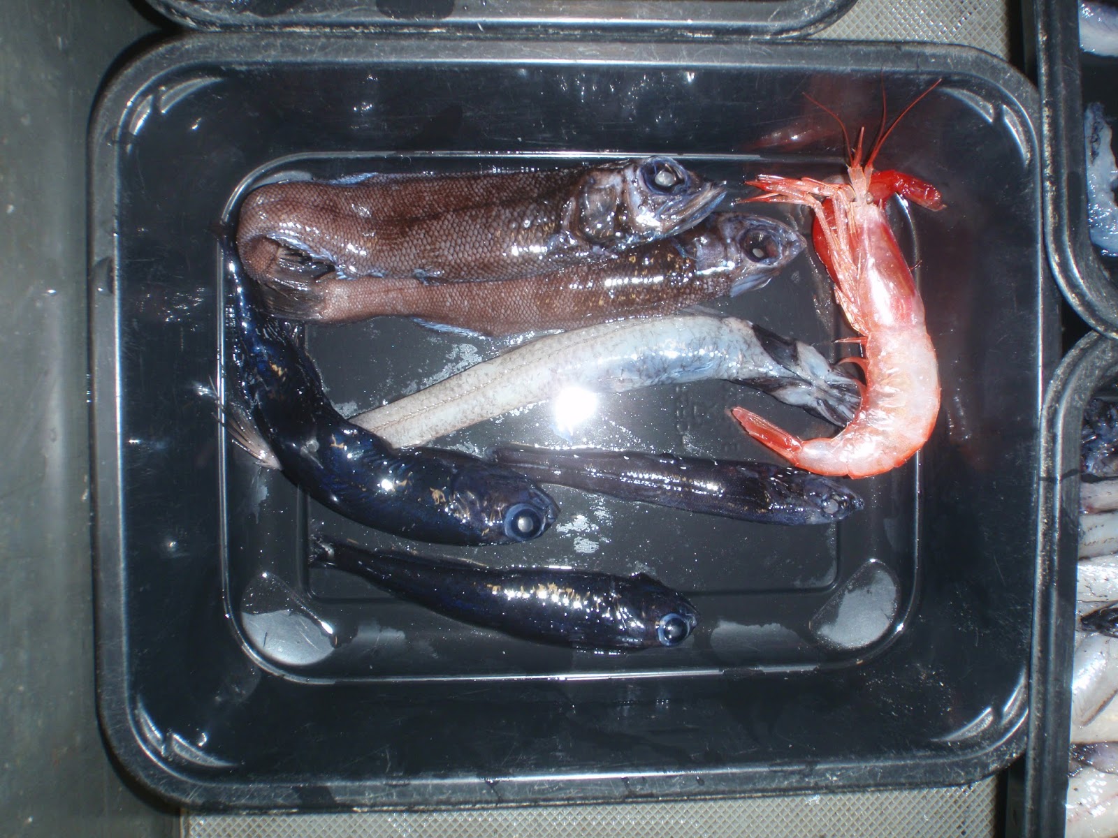 Blue Whiting Survey: 2018