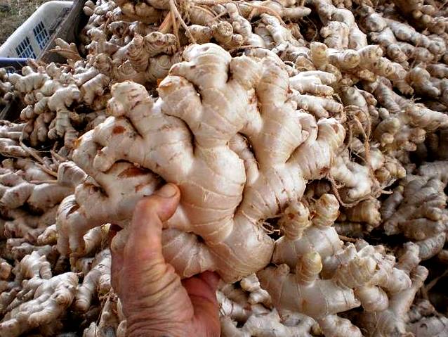 Tips 5 Cara Gres Budidaya Jahe Gajah Di Dalam Polybag, Untung Melimpah ...