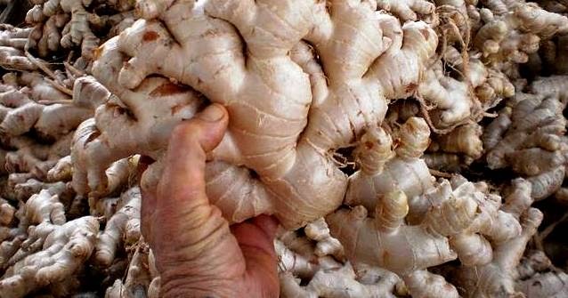 Tips 5 Cara Gres Budidaya Jahe Gajah Di Dalam Polybag, Untung Melimpah ...