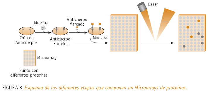 Diabetes Mellitus: Microarray de proteínas en DMT2