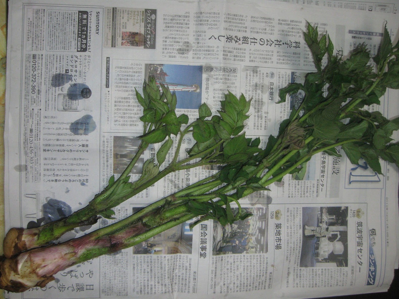 MY REAL JAPAN: Udo Wild edible plant 3
