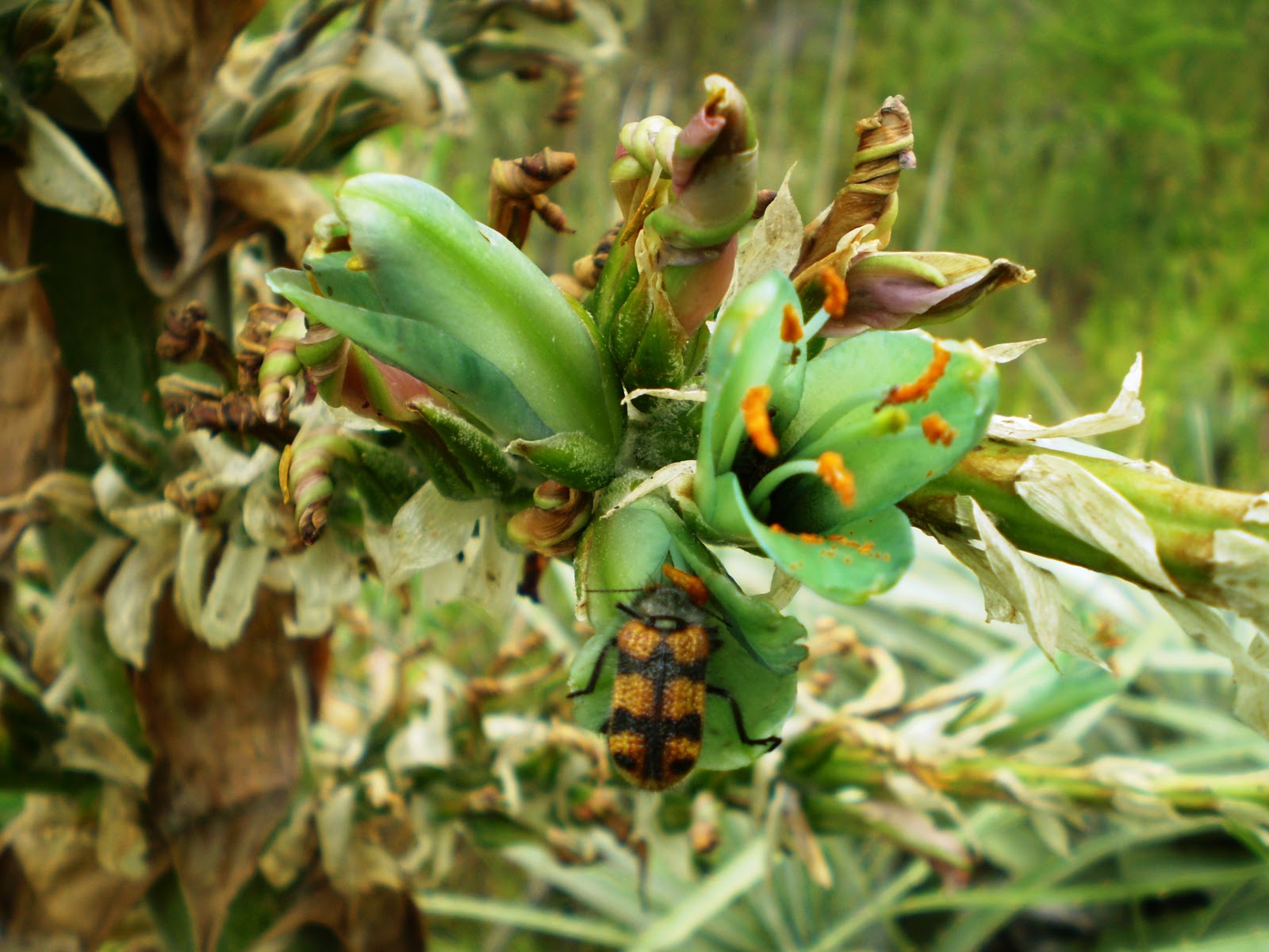 Fernando Ruz: Primavera en Chile