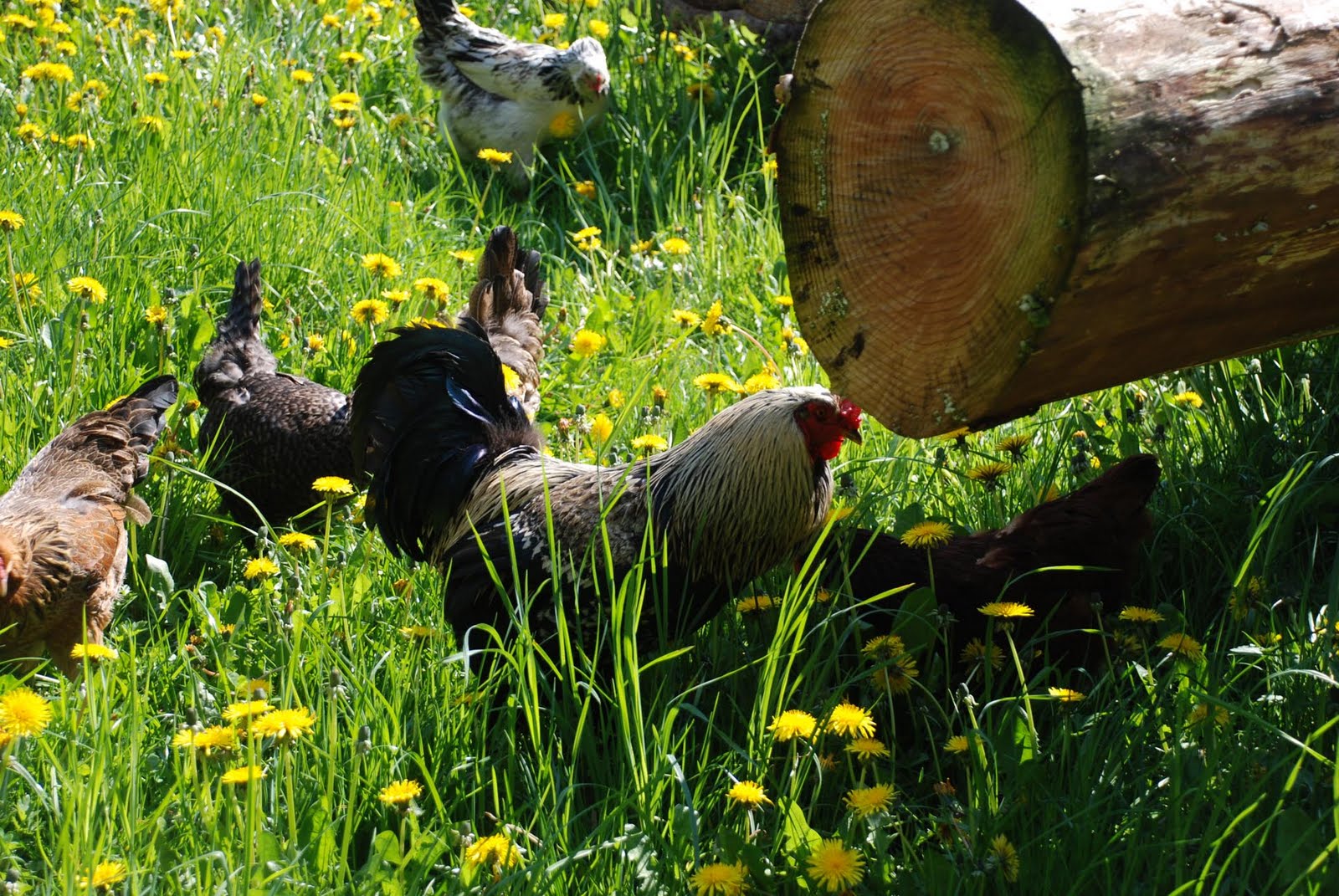Applegarth Farm: sunshine and dandelions
