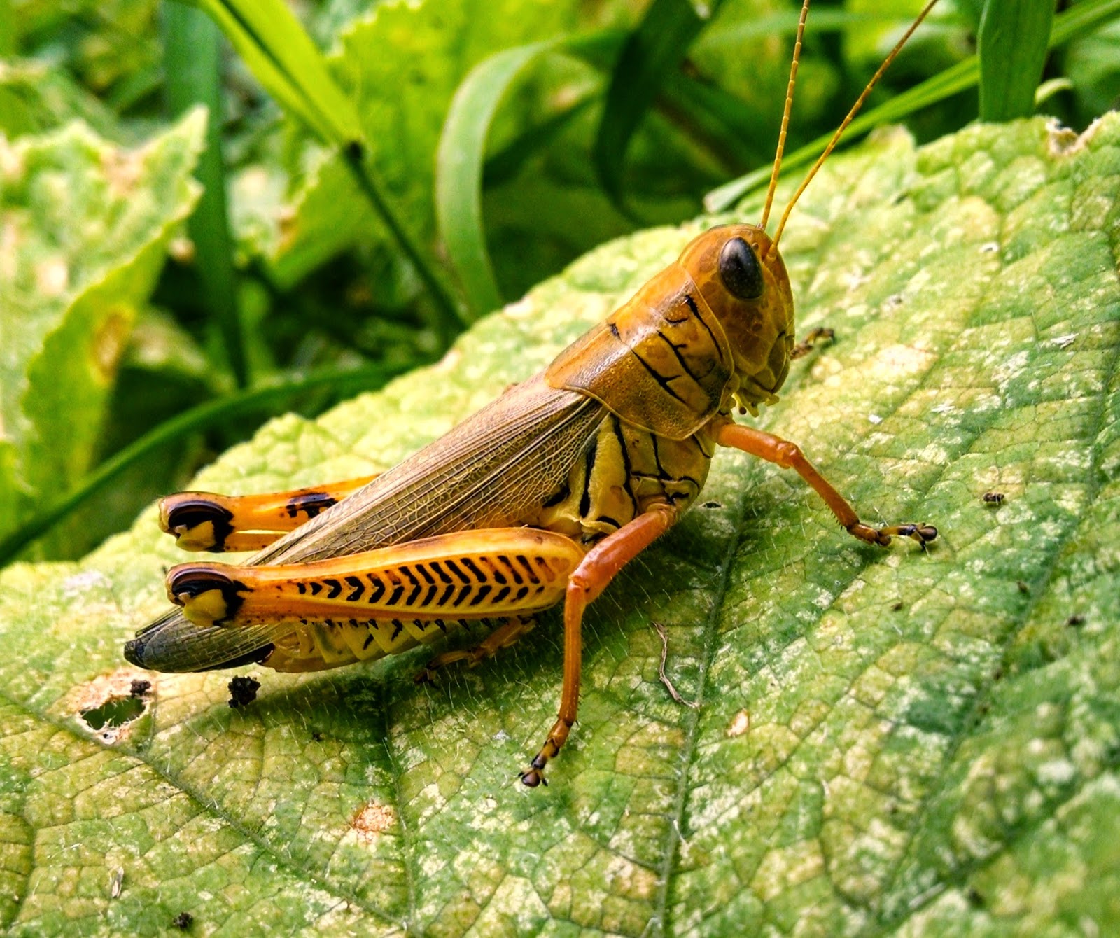 Beware of Rabbits: Garden Insects Good, Bad, and Ugly