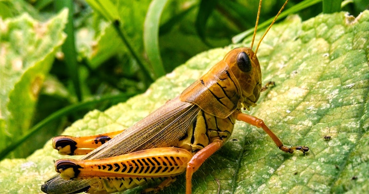 Beware of Rabbits: Garden Insects Good, Bad, and Ugly