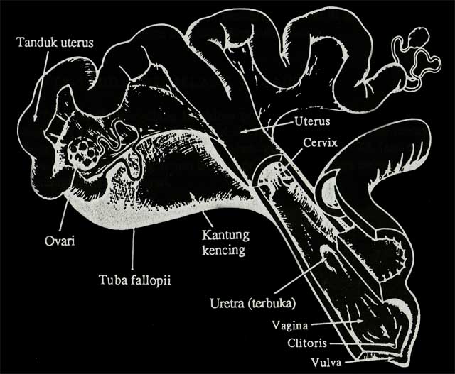 Sistem Reproduksi pada Babi