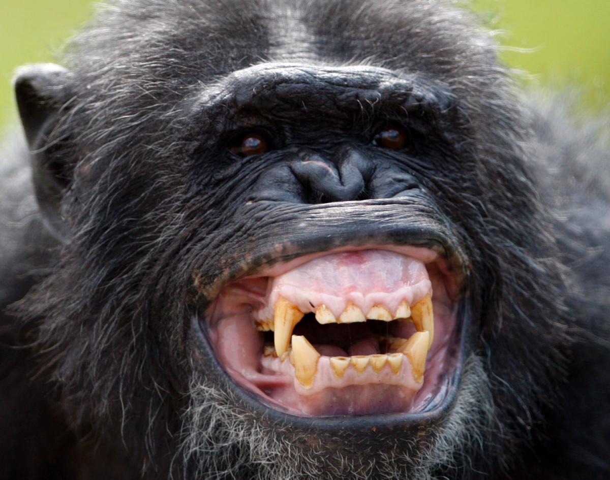 Monkeys and Stuff: Comparative Primate Dentition Patterns