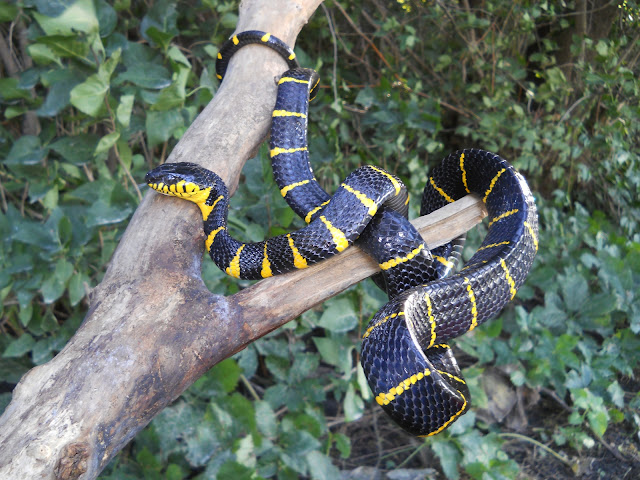 বাংলাদেশের জীব বৈচিত্র্য : সুন্দরবন (Sundarbans-biggest mangrove)