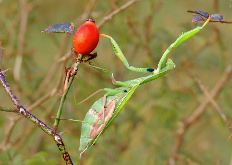 Domači vrt: Vse o Bogomolki